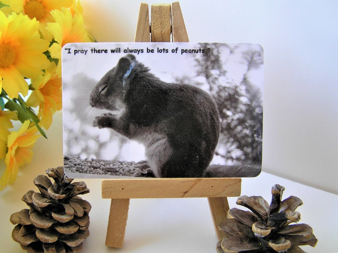 The Peanut Prayer, Squirrel Fridge Magnet, Wildlife Nature Grey ...