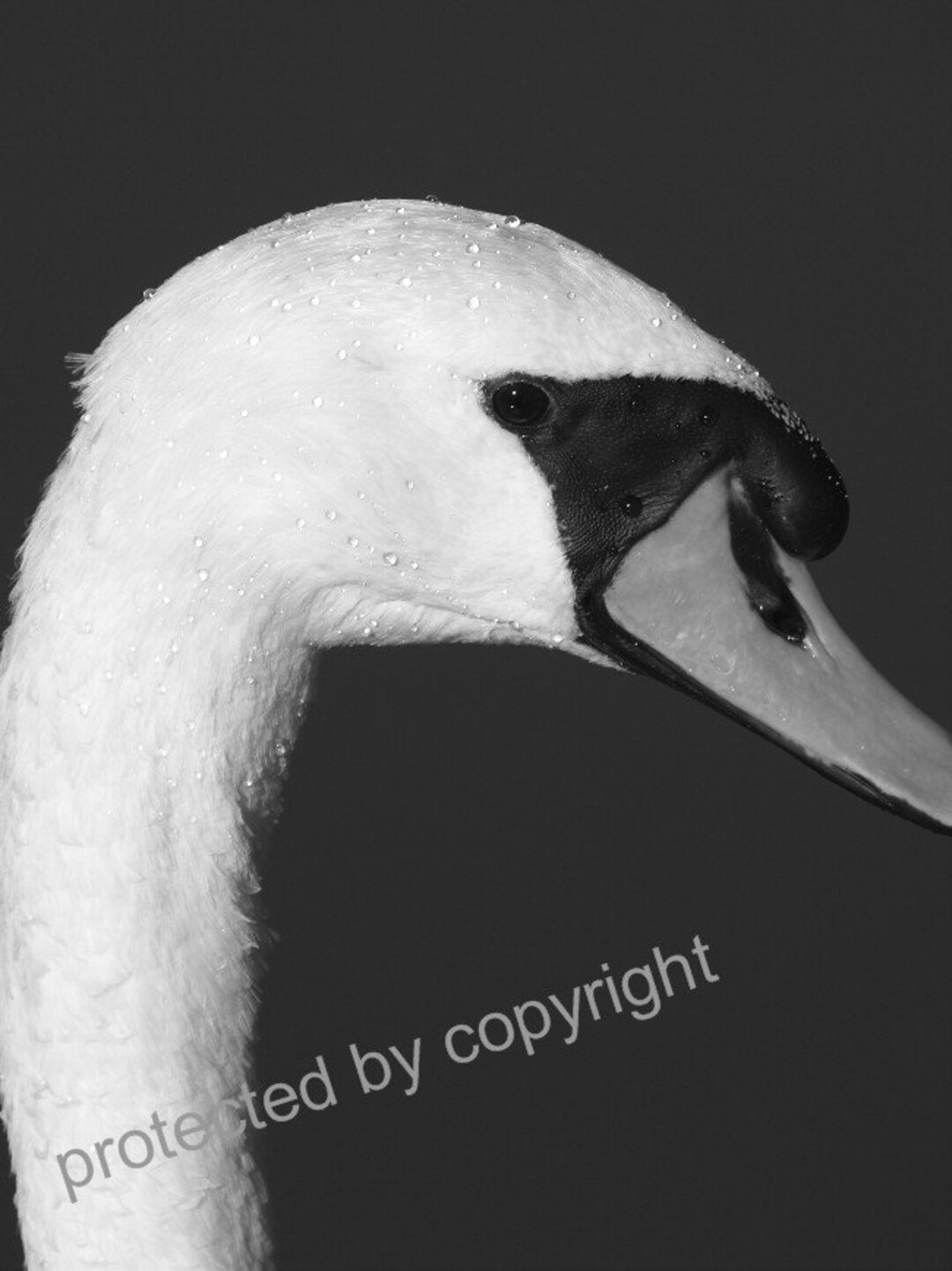 Swan Card, Portrait of a Swan Greeting Card, Blank Card, Write Your Own ...