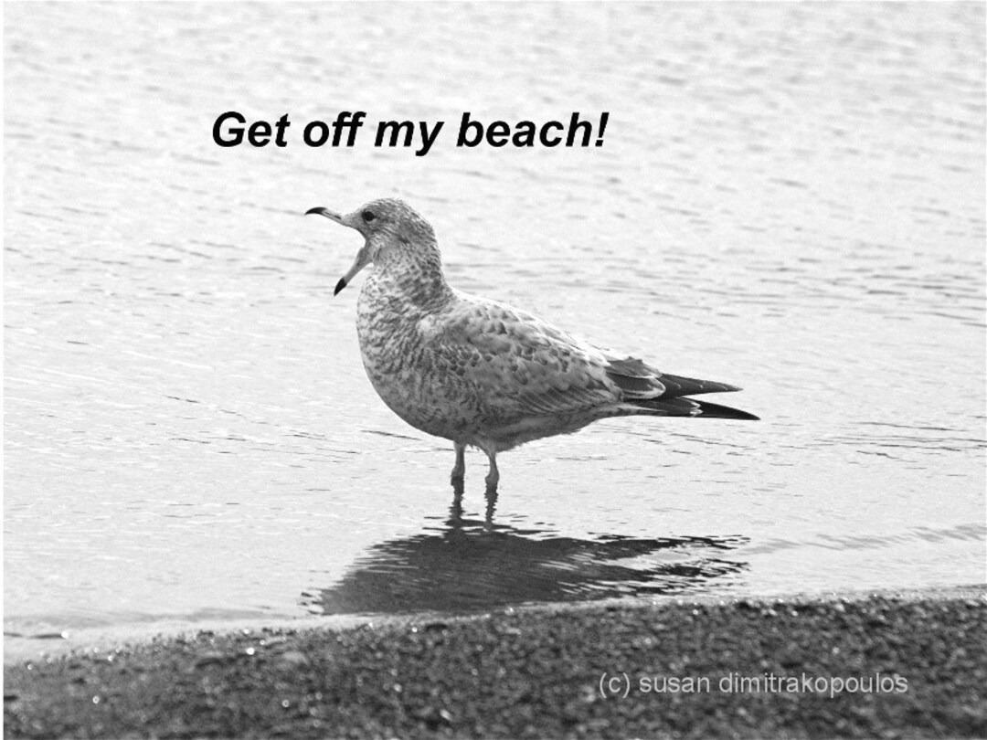 Seagull Humorous Card - Get off My Beach - Seagull, Bird Humour, Blank ...