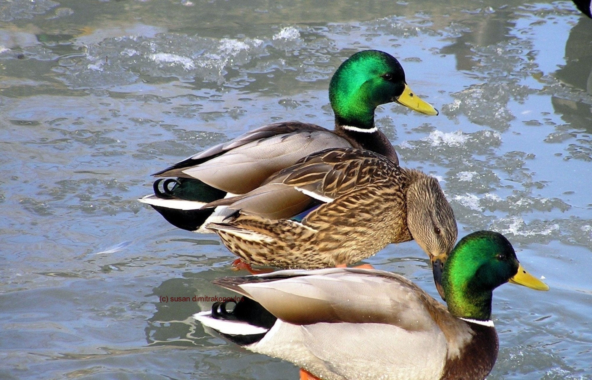 Smiling Ducks, Wildlife Mallard Photo Card or Print, Write Your Own Msg ...