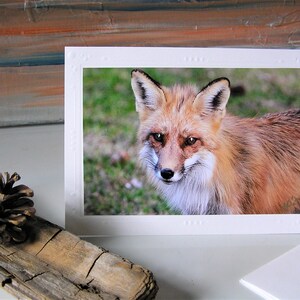 Fox on Bluffs, Blank Card Write Your Own Msg. Red Fox, Nature Wildlife ...