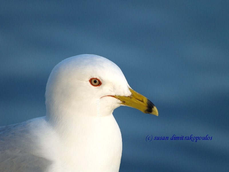 Smiling Seagull Card, Bird Lovers Card, Beach, Gulls, Nature Print ...