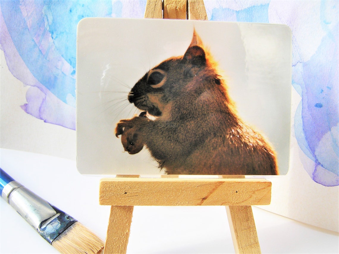 Cute Red Squirrel Fridge or Cabinet Magnet, Wildlife Nature Red ...