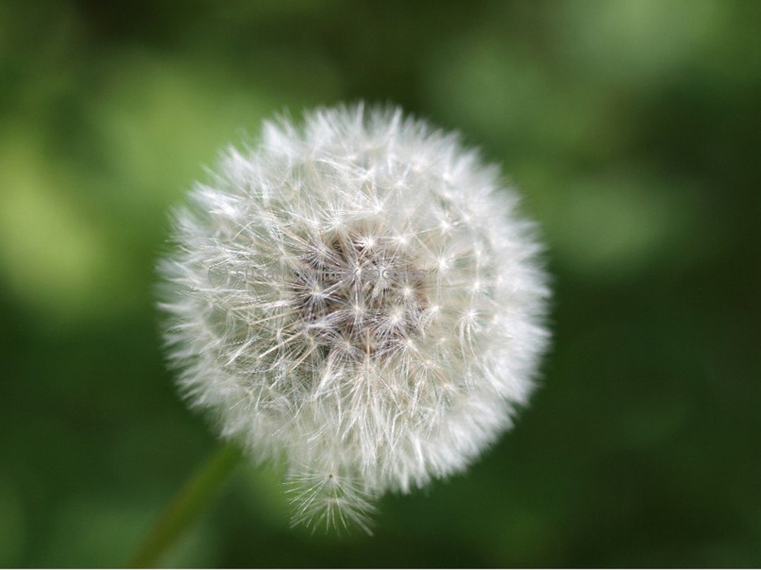Dandelion, Poof, Flower Card, Nature Card, White, Grey, Green, Blank ...