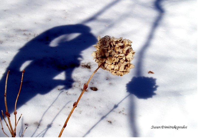Angel Photograph, Angel Shadow, Guardian Angel, Photo Greeting Card ...