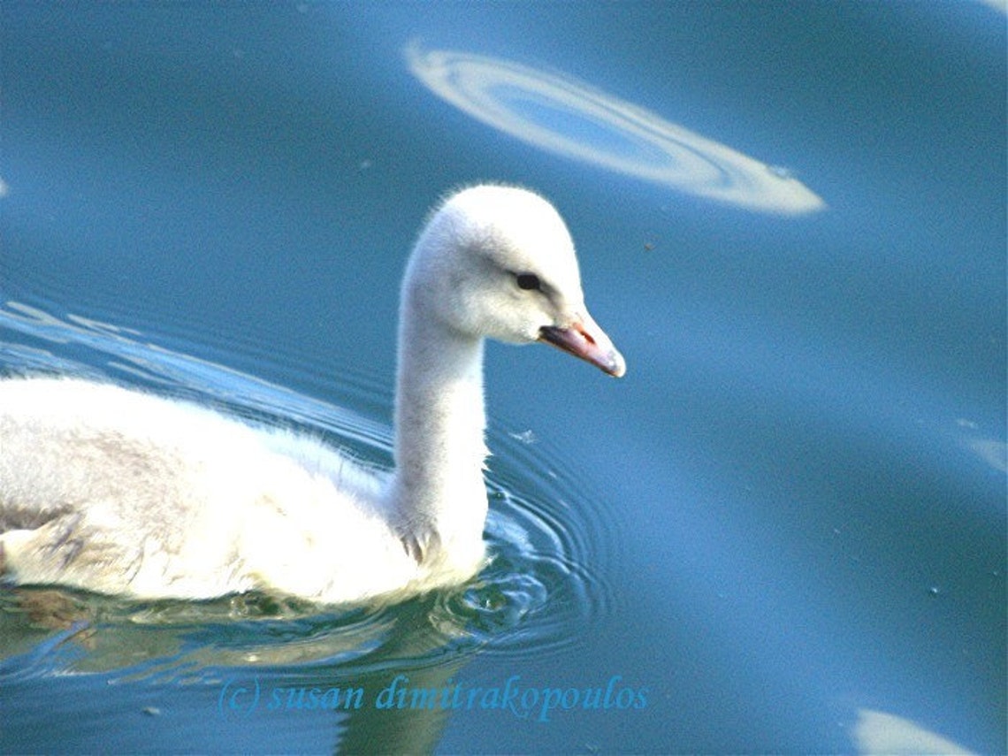 Little Angel Swan Photograph Blank Card Write Your Own Msg 5 X 7 ...