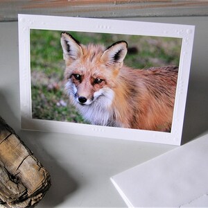Fox on Bluffs, Blank Card Write Your Own Msg. Red Fox, Nature Wildlife ...