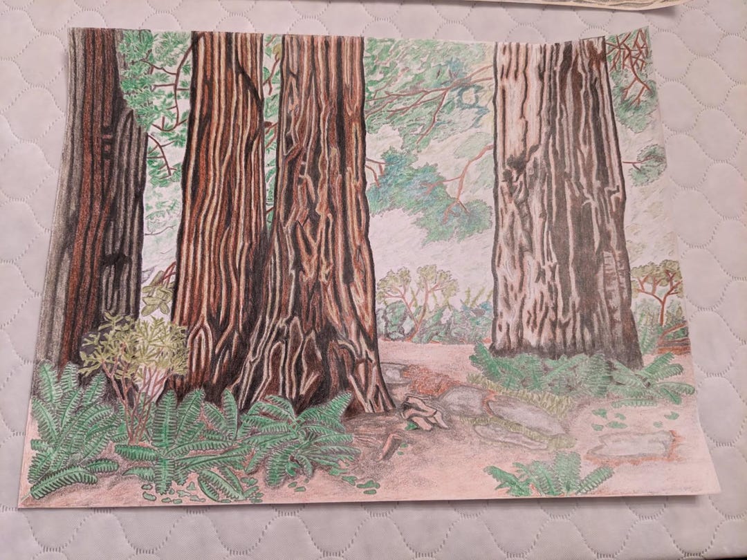 Drawings of Nature, Colored Pencil, Redwoods, CA Outdoor Scene, Art - Etsy