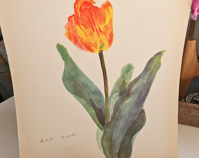 Vintage Botanical Prints 1940s From Paris, France Tulips Arlette Davis ...