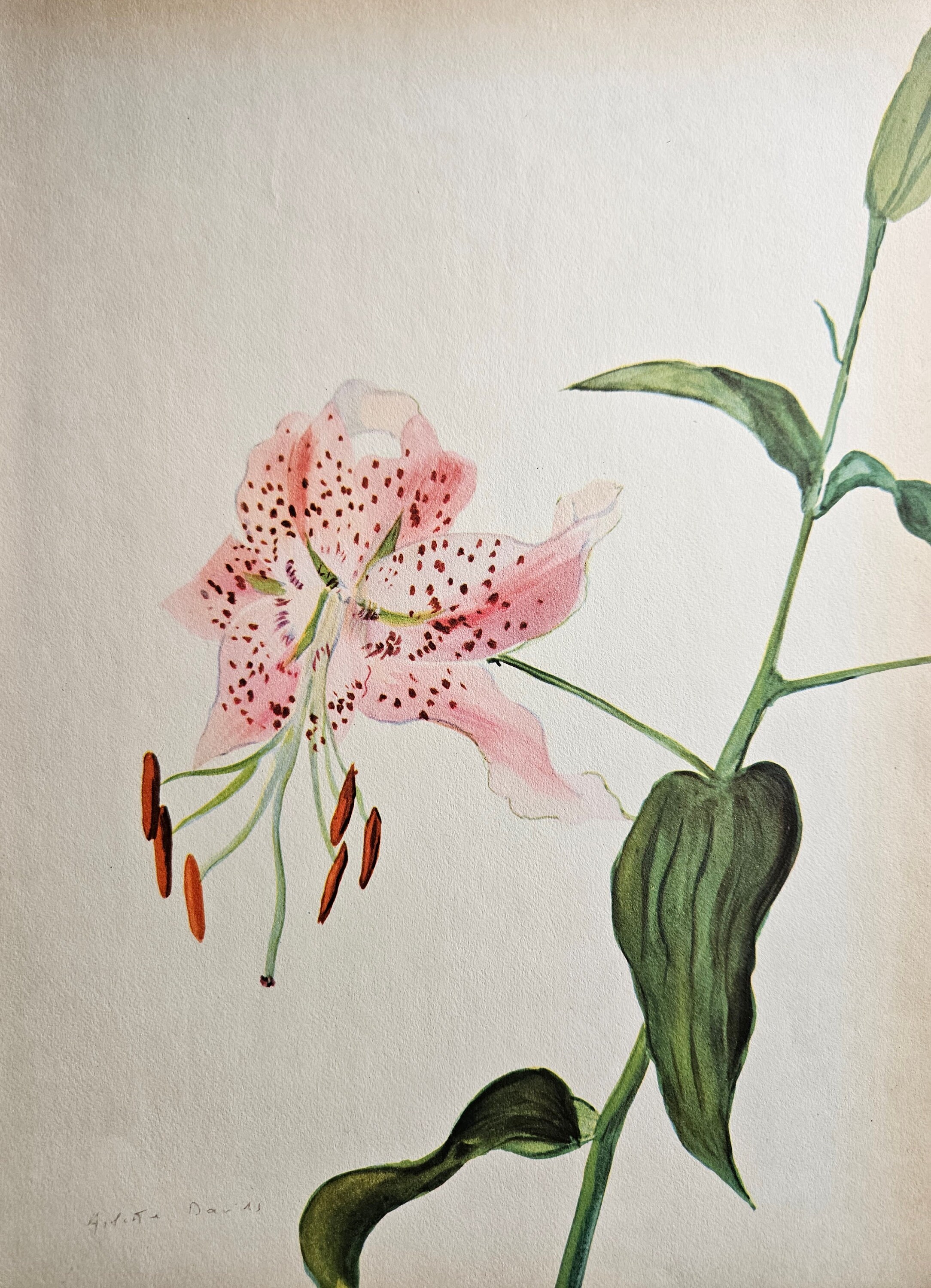 Vintage Botanical Prints 1940s From Paris, France Lily Arlette Davis ...