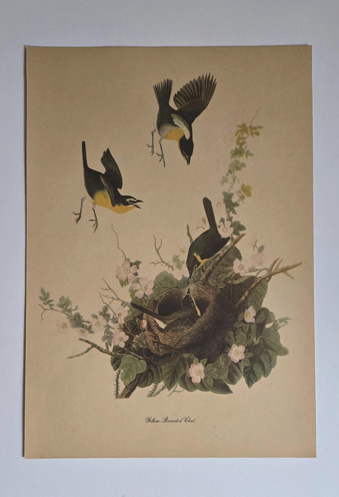Antique 1950 Audubon Bird Print, Yellow Breasted Chat Print, Birds of ...