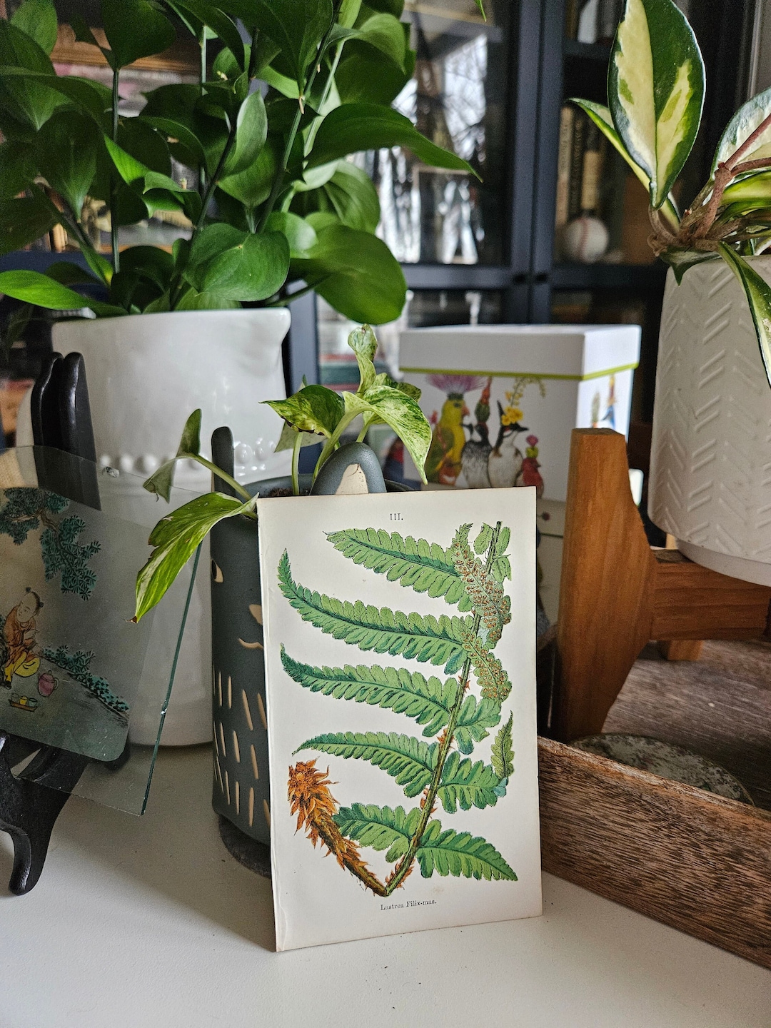 Antique Fern Engraving 1850's Botanical Print British Fern Lustrea ...