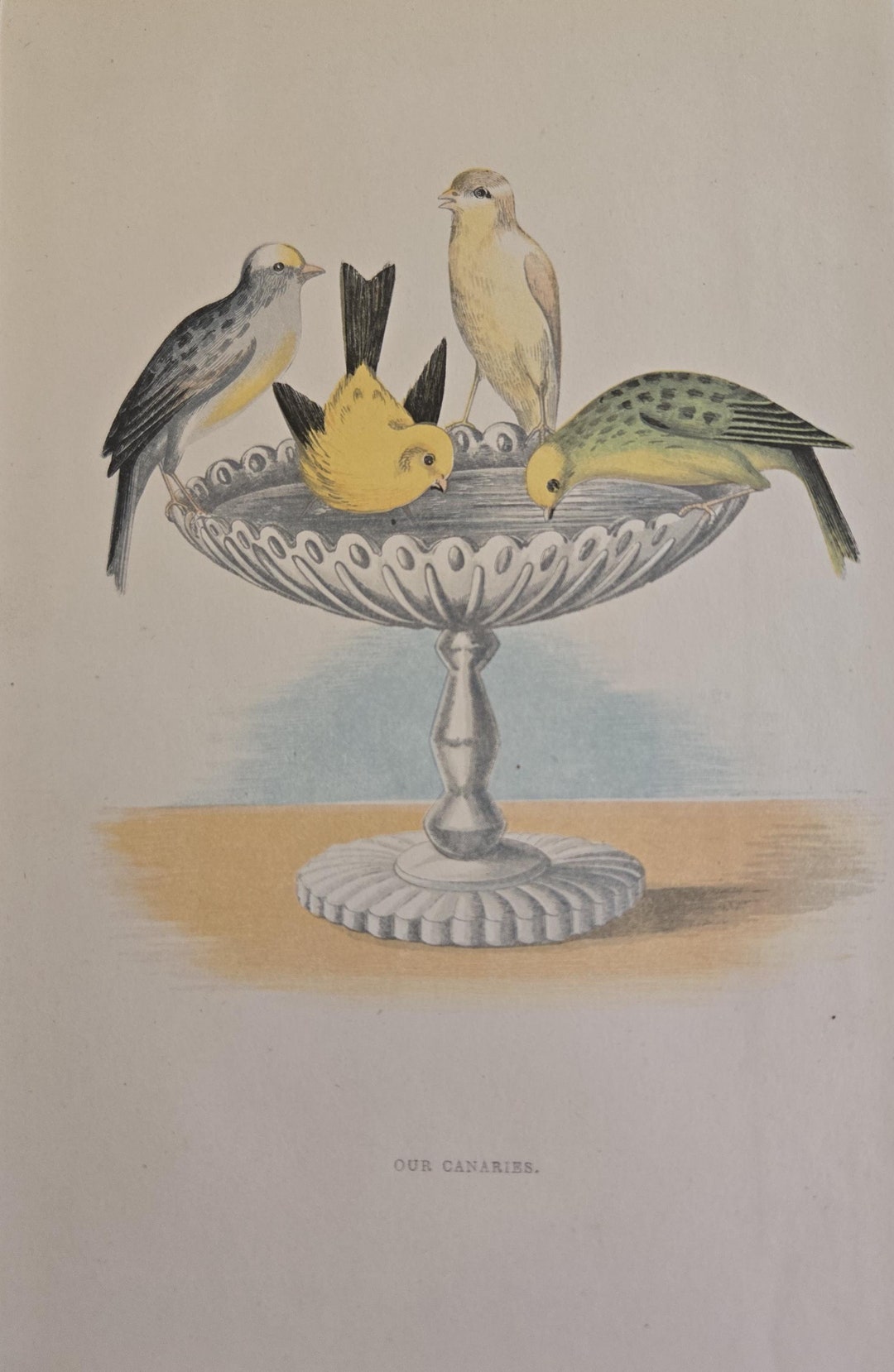 1876 Antique Bird Hand Colored Engraving - Canary From England by Rev ...