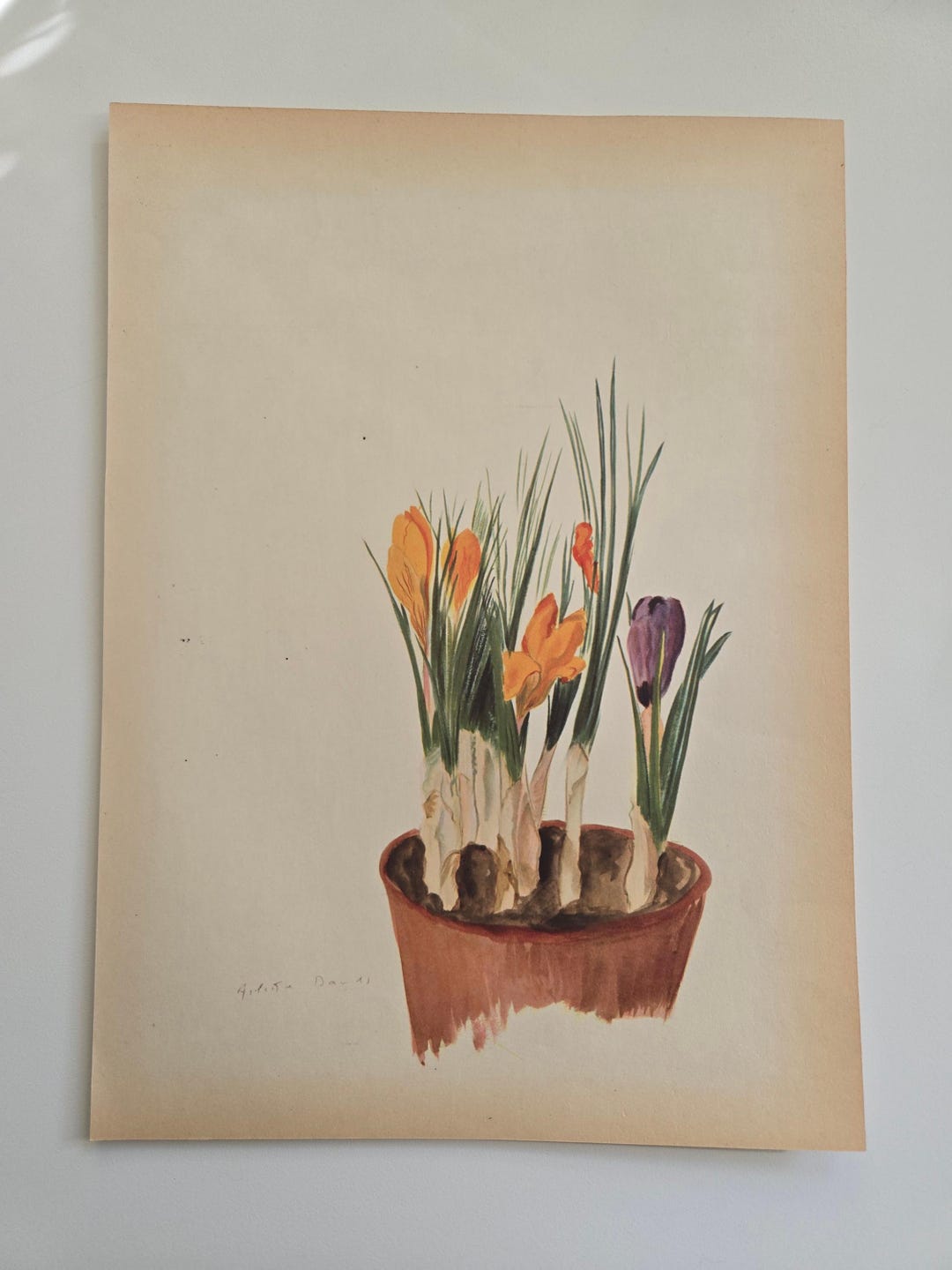Vintage Botanical Prints 1940s From Paris, France Hybrid Crocus Arlette ...
