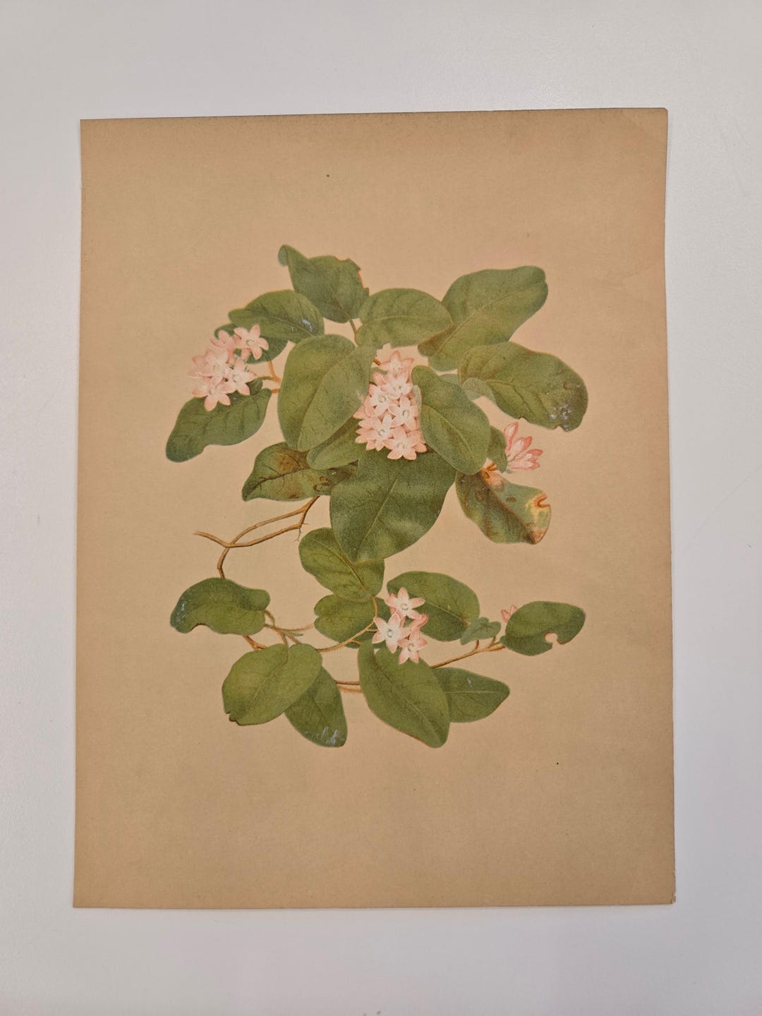 Rare 1899 Botanical Mayflower Original Chromolithograph Sprague ...