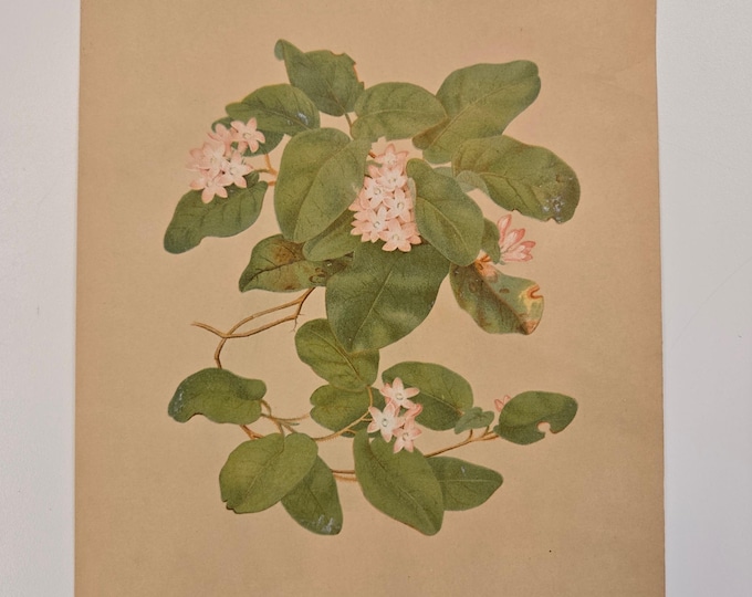 Rare 1899 Botanical Mayflower Original Chromolithograph Sprague ...