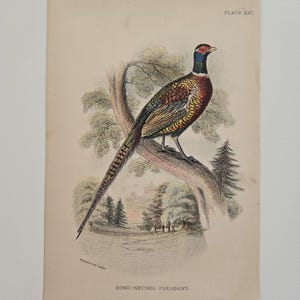 Antique Bird Colored Engraving Gamebird Victorian Plate Form England ...