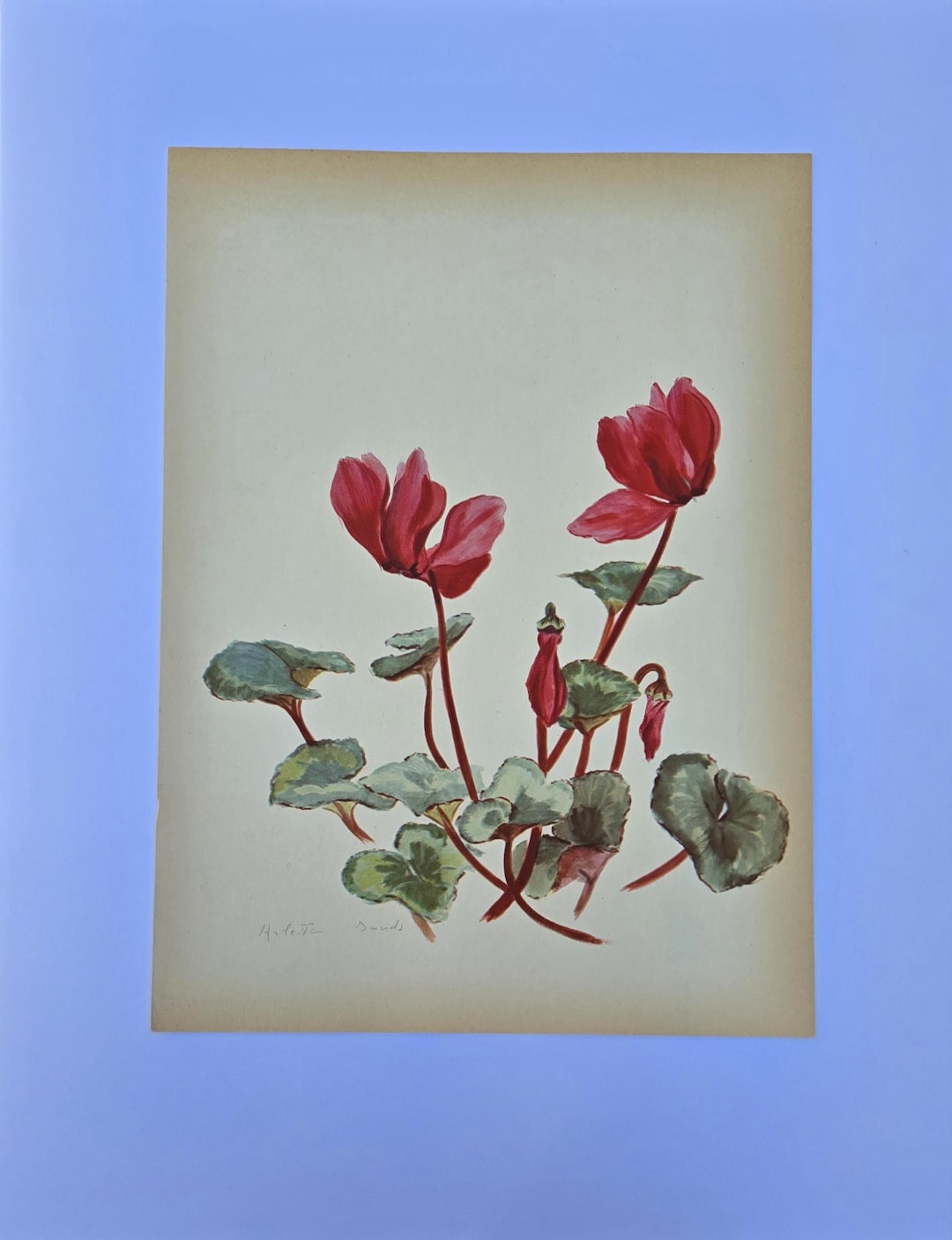 Vintage Botanical Prints 1940s From Paris, France | Arlette Davis ...