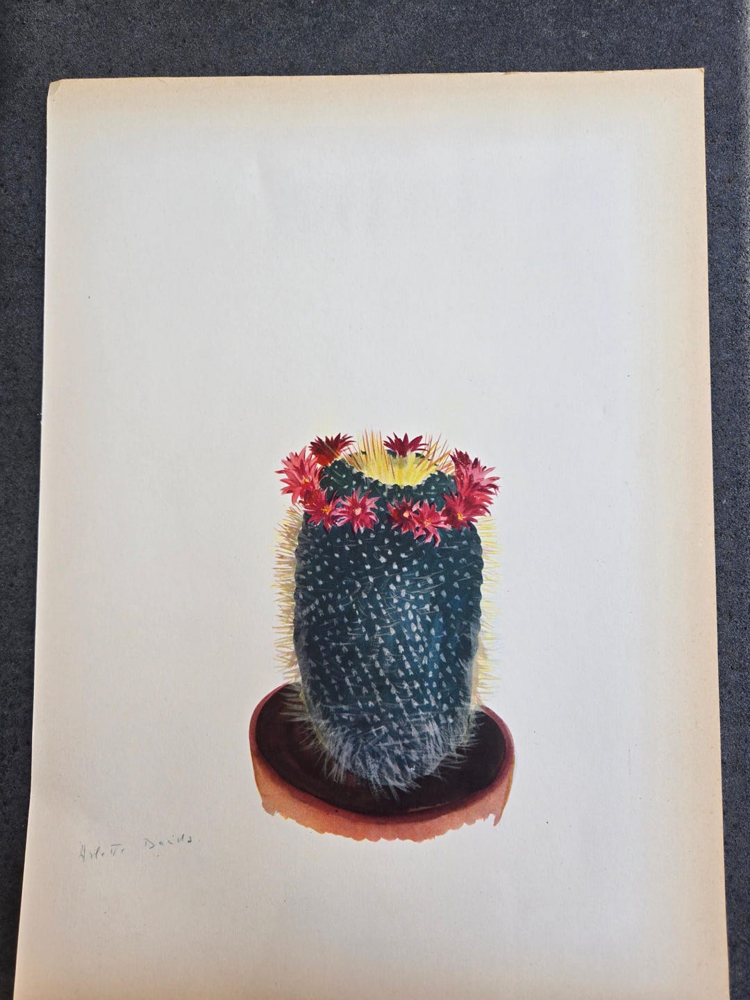 Vintage Botanical Prints 1930s From Paris, France, Arlette Davis ...