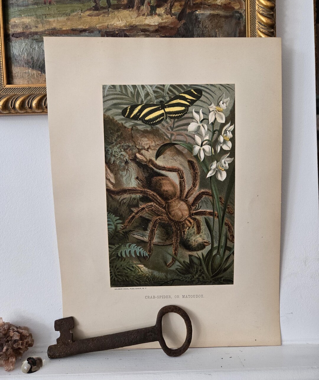 1898 Original Color Lithograph Wood Natural History Print, Antique ...