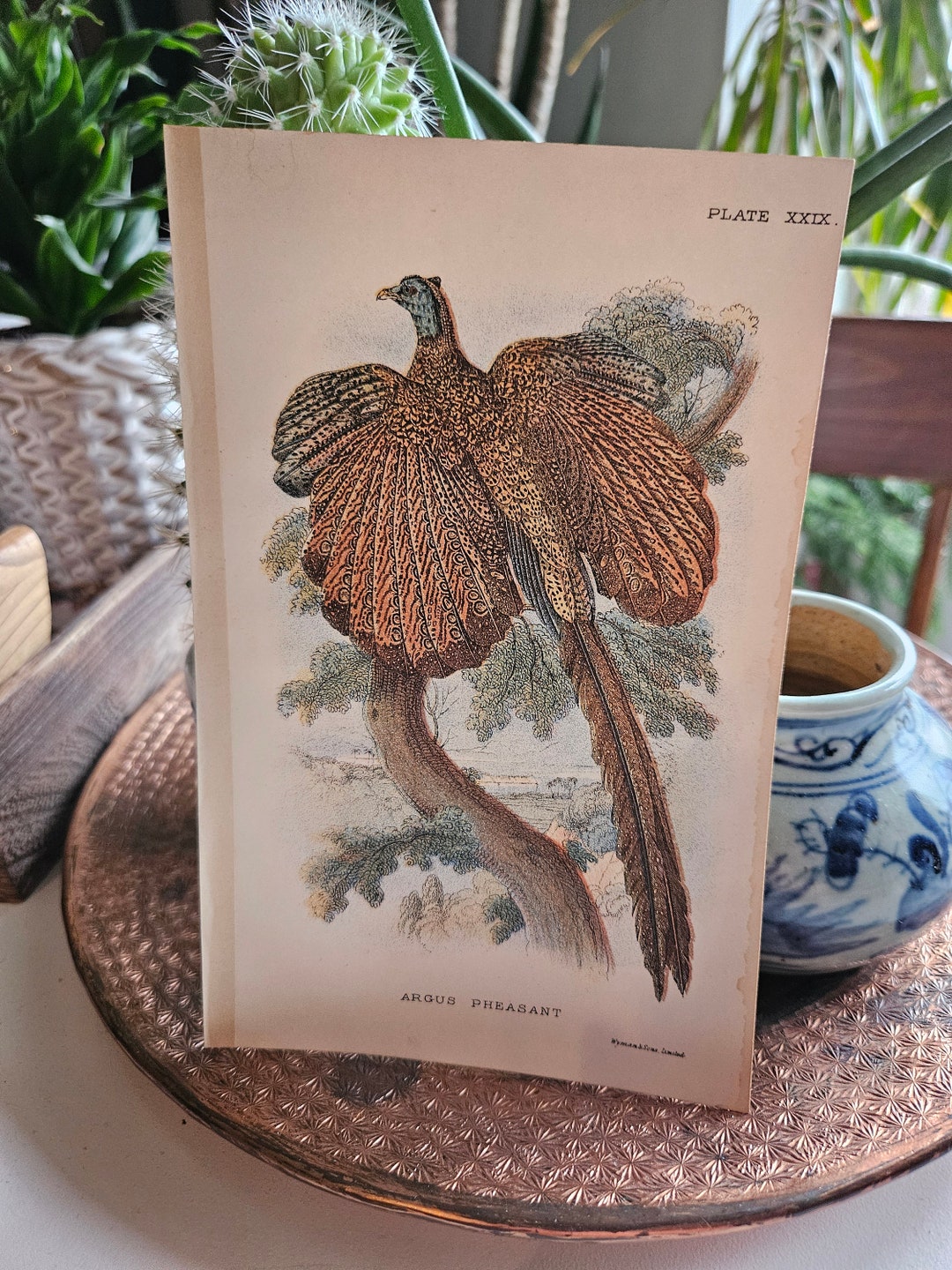 Antique Bird Colored Engraving Gamebird Victorian Plate Form England ...