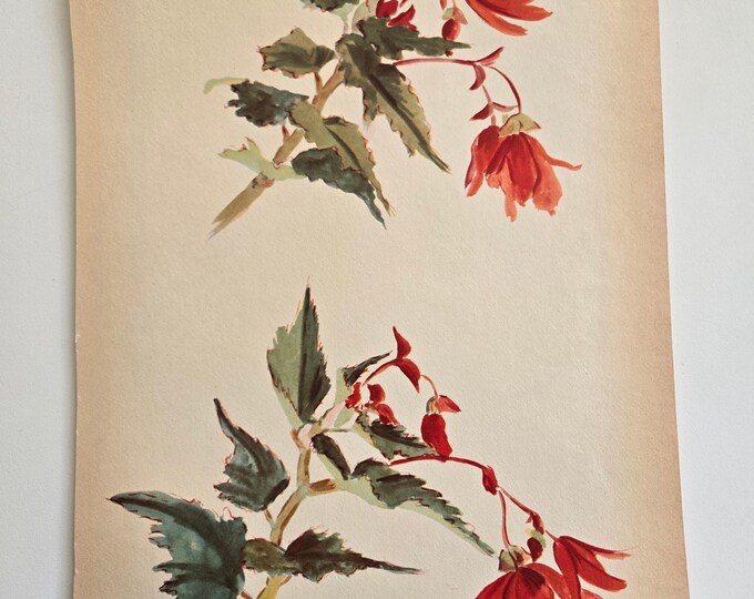 Vintage Botanical Prints 1940s From Paris, France Begonia Arlette Davis ...