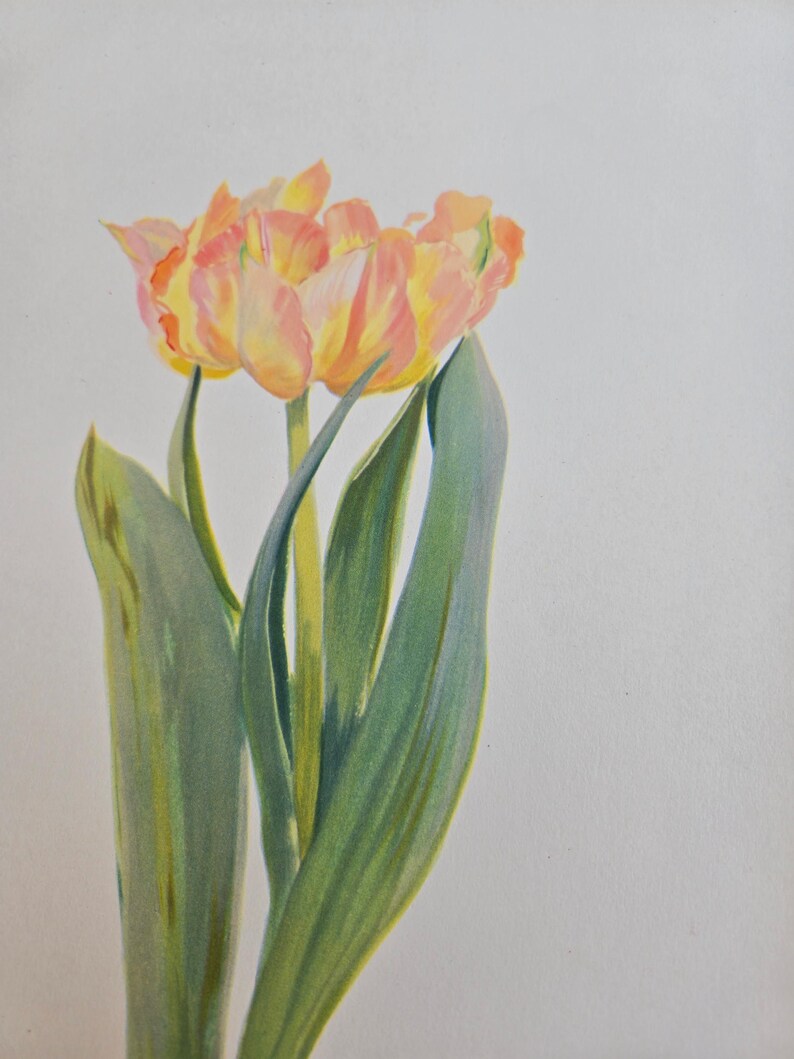 Vintage Botanical Prints 1940s From Paris, France Tulips Arlette Davis ...