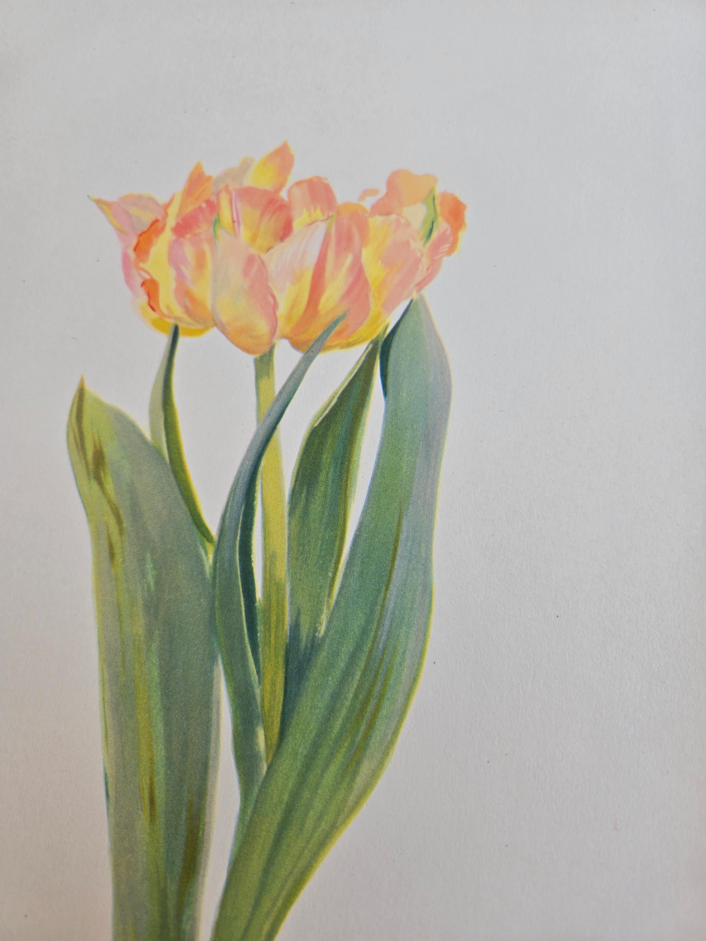 Vintage Botanical Prints 1940s From Paris, France Tulips Arlette Davis ...