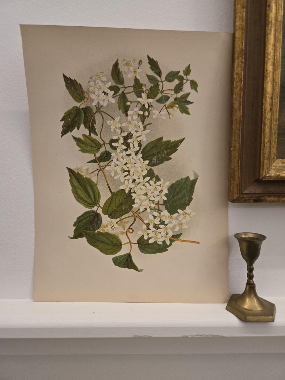 Rare 1899 Botanical Wild Clematis Original Chromolithograph Sprague ...