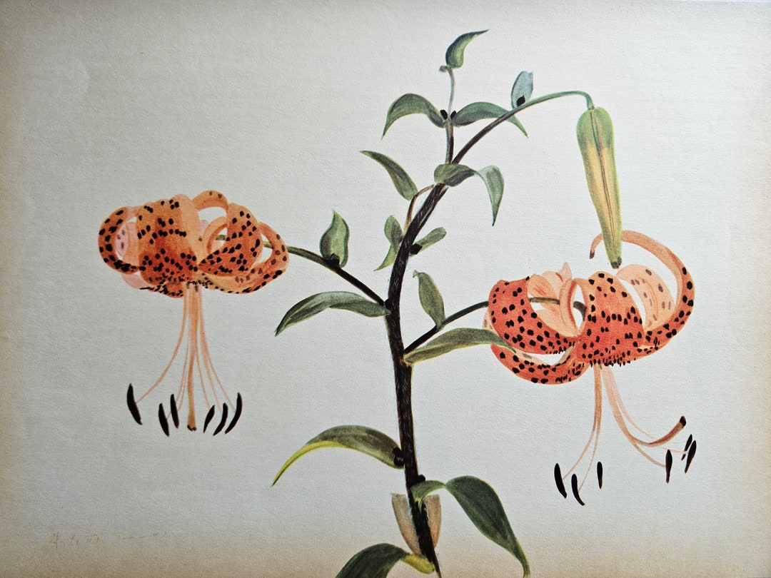 Vintage Botanical Prints 1940s From Paris, France Tiger Lily Arlette ...