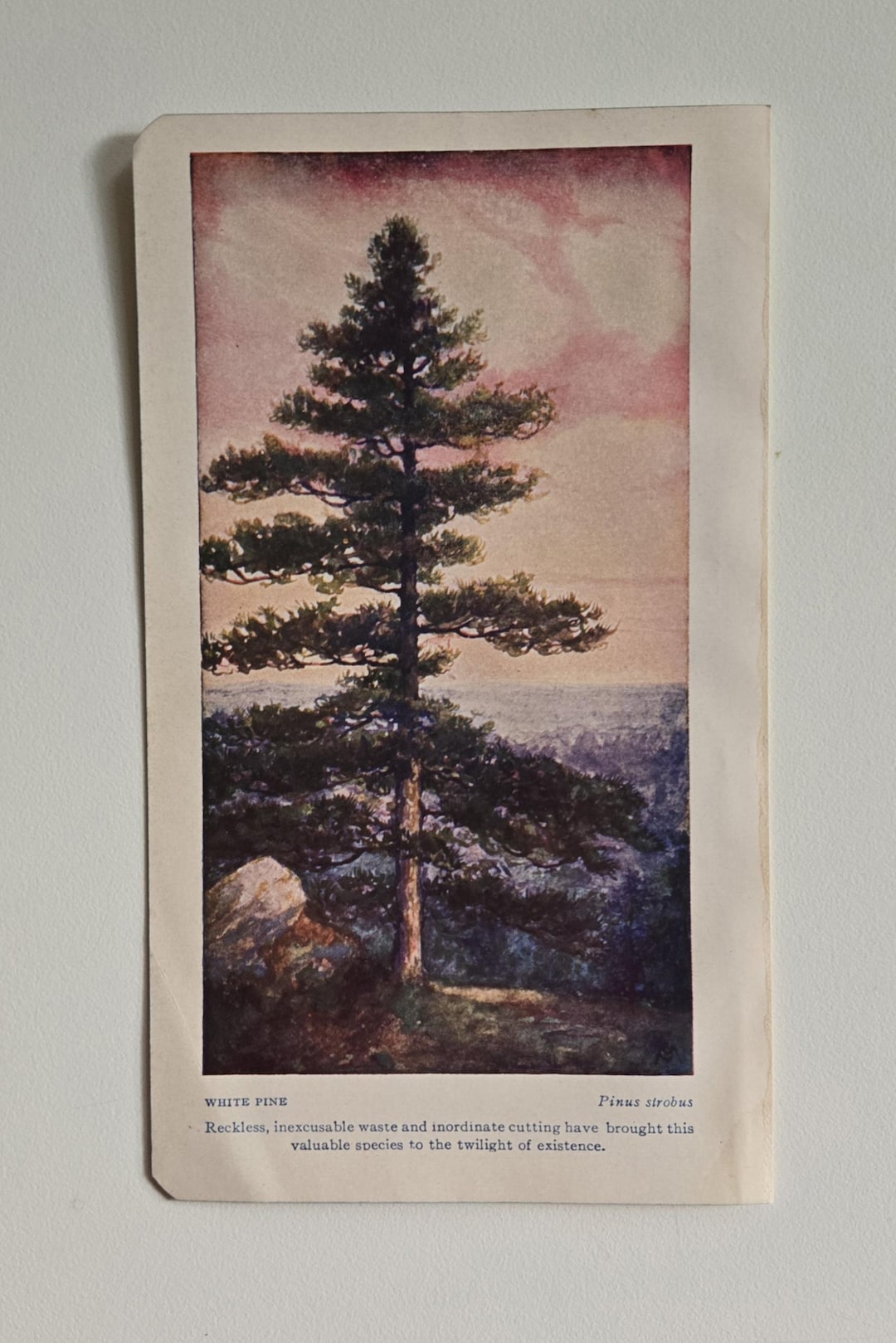 Antique 1915 Tree & Shrub Print, White Pine Tree, Schuyler Mathews ...