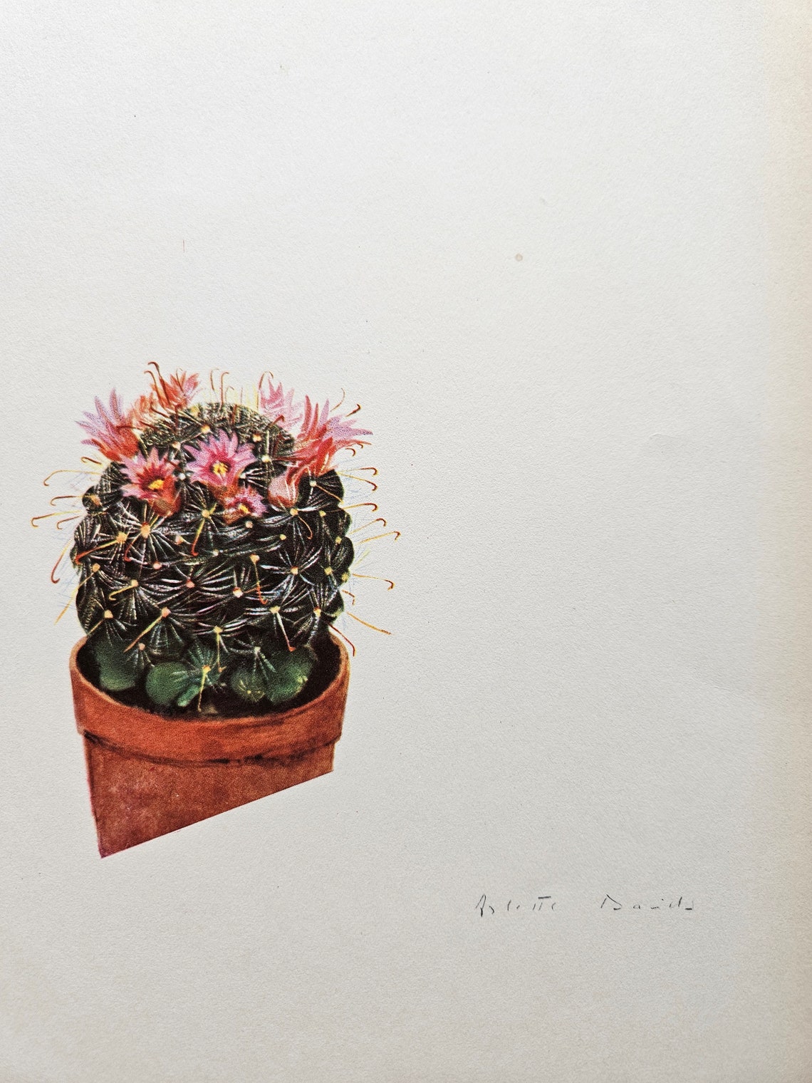 Vintage Botanical Prints 1930s From Paris, France Arlette Davis Vintage ...