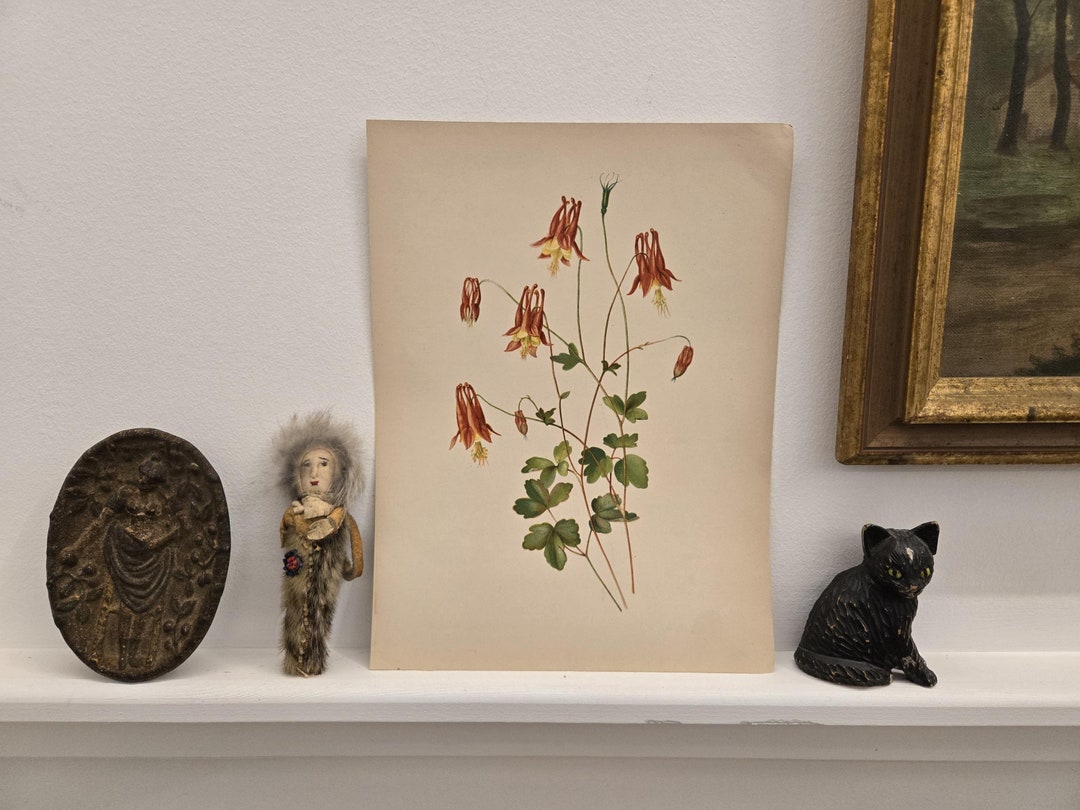 Rare 1899 Botanical Original Chromolithograph Sprague Beautiful Wild ...