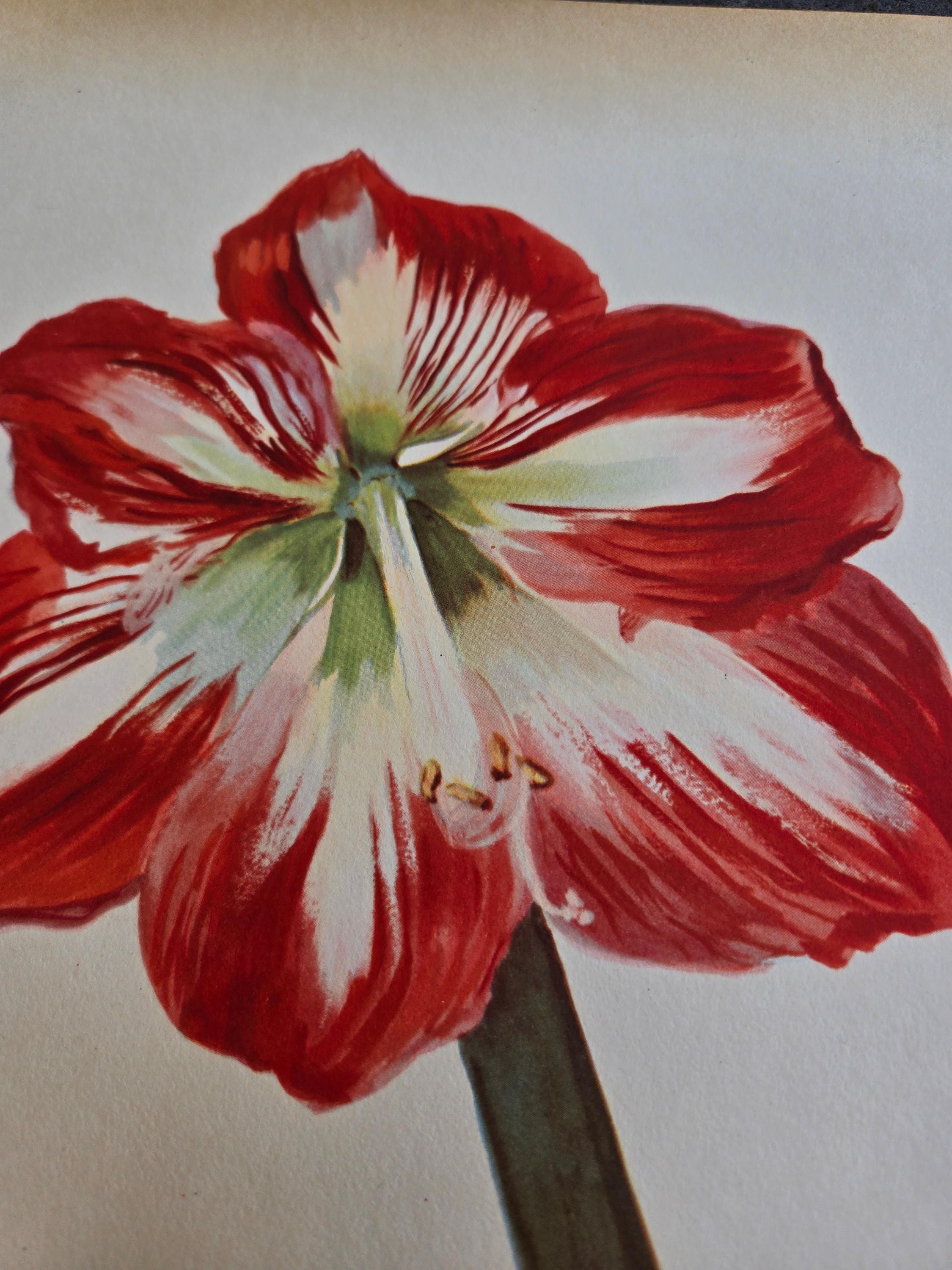 Vintage Botanical Prints 1940s From Paris, France, Arlette Davis ...