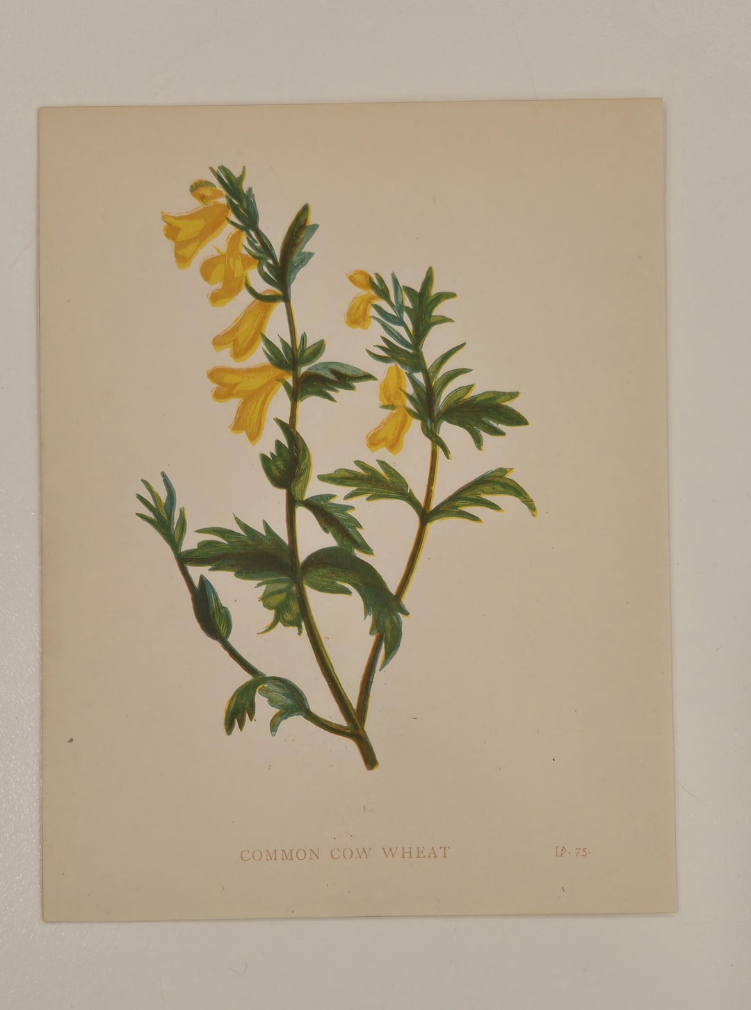 1902 Ann Pratt Botanical Print – COMMON COW WHEAT Chromolithograph ...