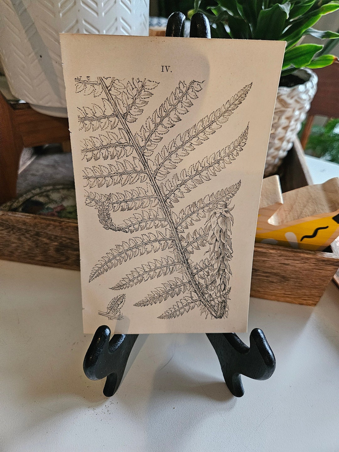 1859 Fern Engraving by James Stewart After John Edward Sowerby ...