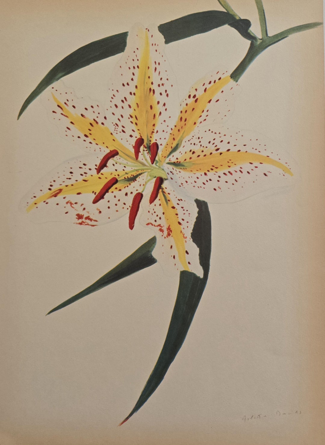 Vintage Botanical Prints 1940s From Paris, France Tiger Lily Arlette ...