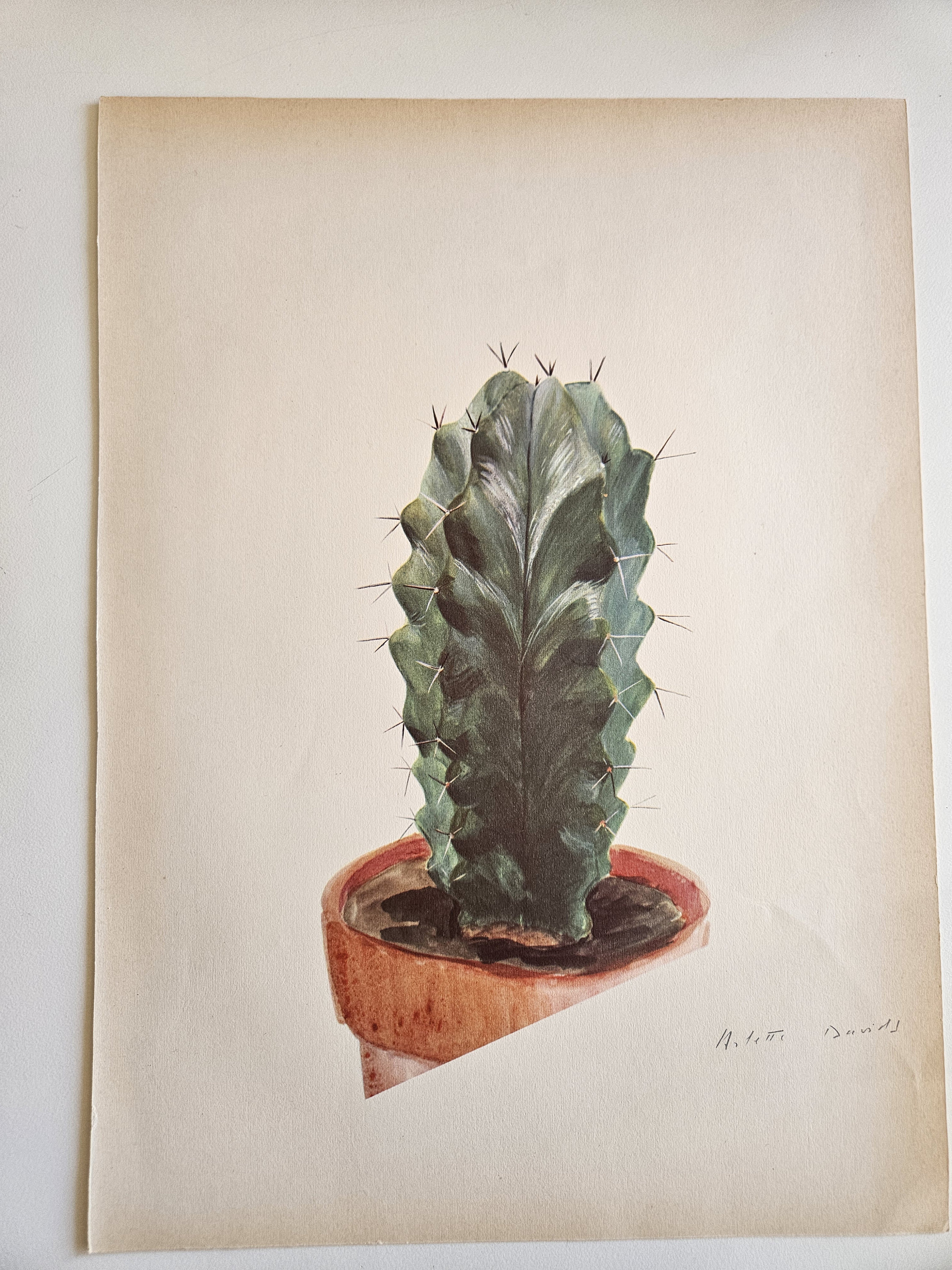 Vintage Botanical Prints 1930s From Paris, France Arlette Davis Vintage ...