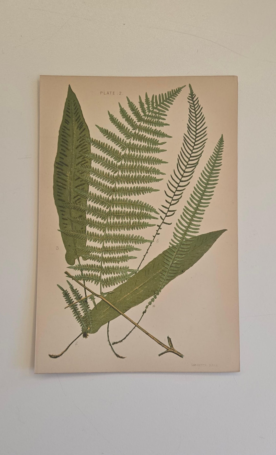 1878 Antique Fern Art – Fern Engraving – Francis George Heath the Fern ...