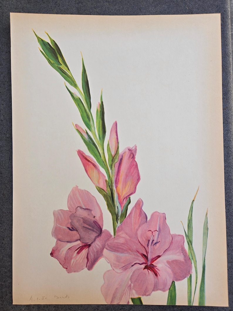 Vintage Botanical Prints 1940s From Paris, France, Arlette Davis ...