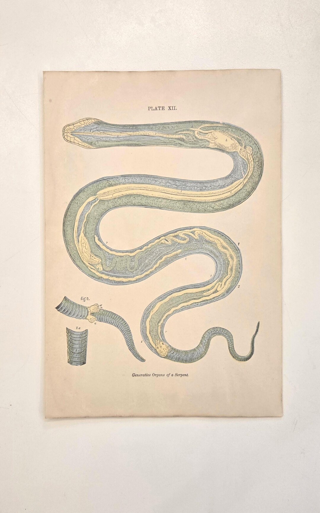 Antique 1902 Anatomical Lithograph — “generative Organs of a Serpent ...