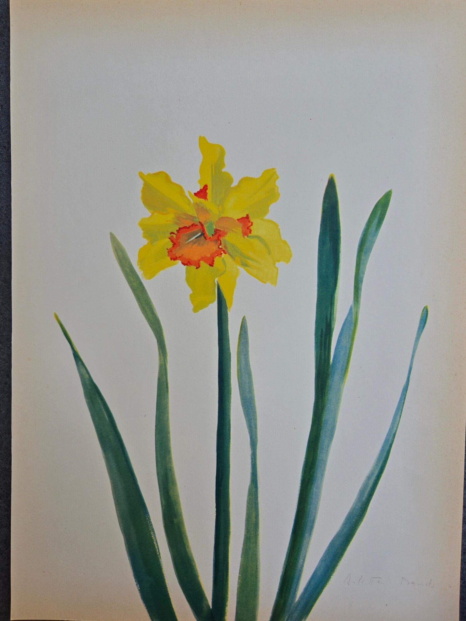 Vintage Botanical Prints 1940s From Paris, France, Arlette Davis ...