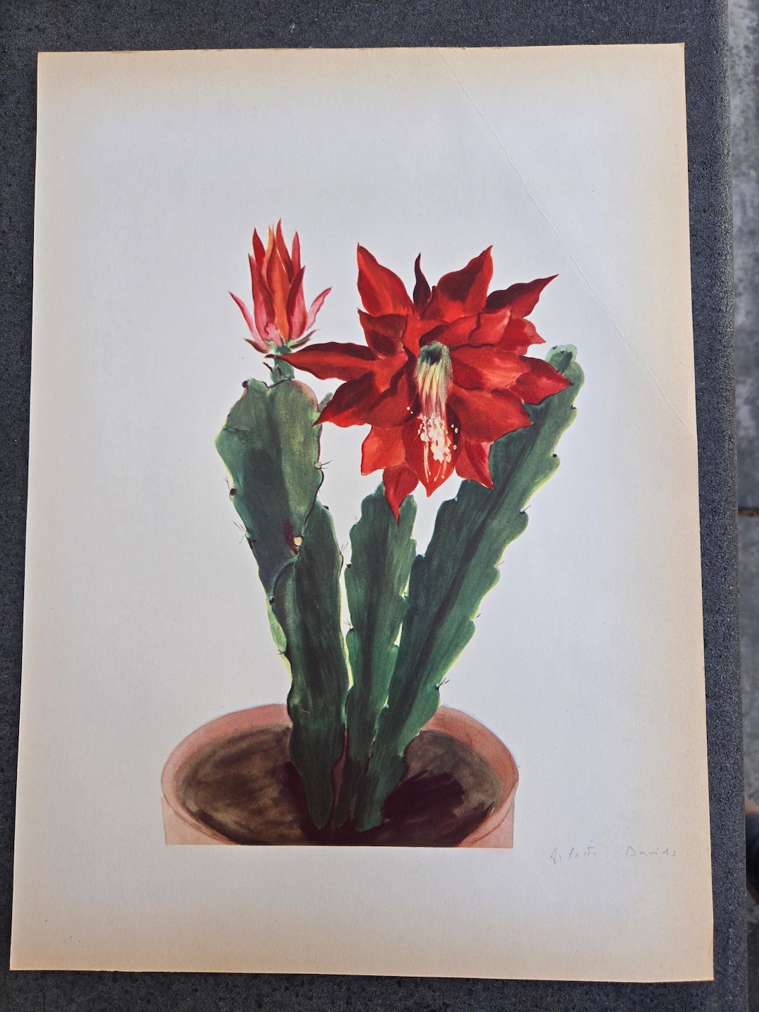 Vintage Botanical Prints 1930s From Paris, France Arlette Davis Vintage ...