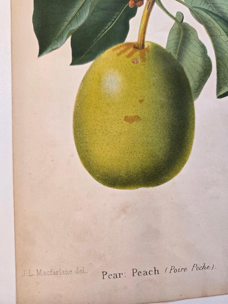 1877 Peach Pear Chromolithograph – Antique Botanical Print by J.L ...