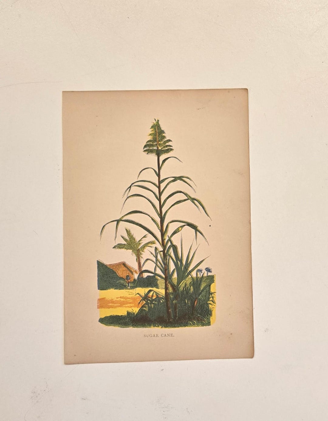 1886 - Sugar Cane - Botanical Print - Grocers’ Handbook - Artemas Ward ...