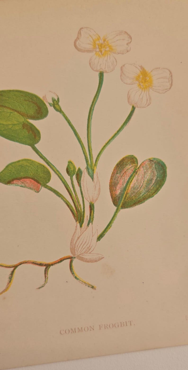 1902 Ann Pratt Botanical Print – Common Frogbit Chromolithograph ...