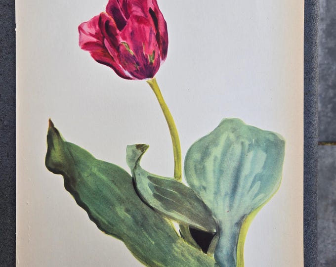 Vintage Botanical Prints 1940s From Paris, France Tulips Arlette Davis ...