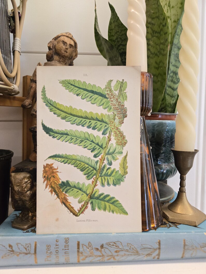 1891 Vintage Botanical Print of Lastrea Filix-mas Fern - Antique ...
