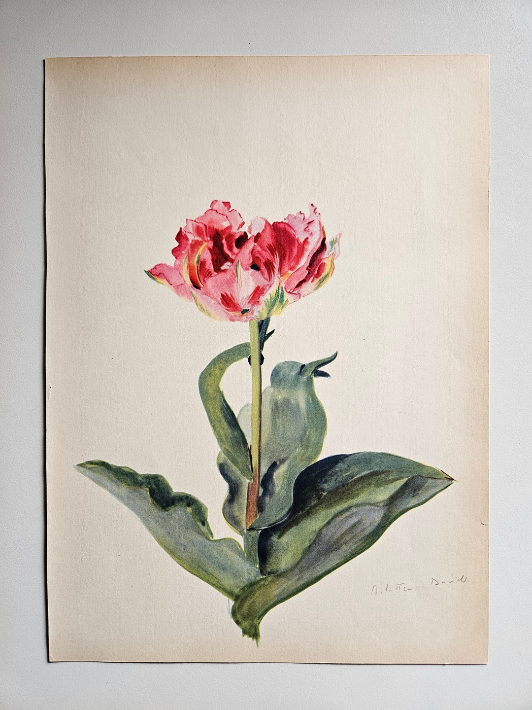 Vintage Botanical Prints 1940s From Paris, France Tulips Arlette Davis ...