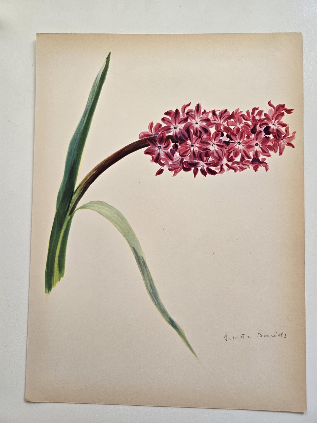 Vintage Botanical Prints 1940s From Paris, France Hyacinth Arlette ...